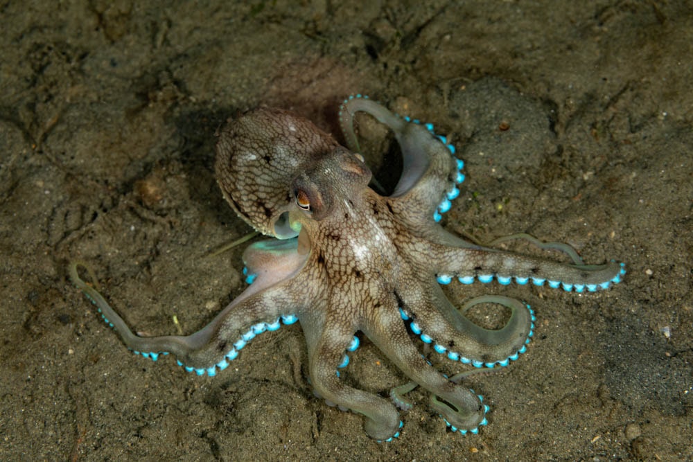 Why We Chose an Octopus as Our Mascot - Shelter Air
